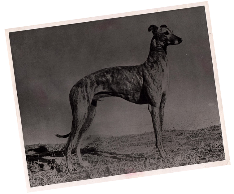 Greyhound Hall of Fame – Preserving the Memories